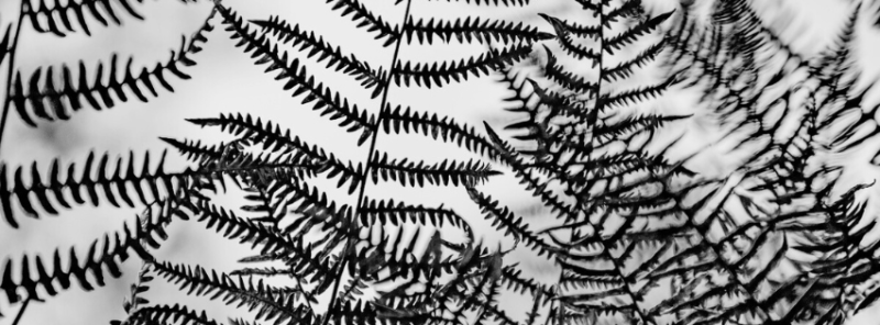 Mathematics for the environment | CNRS Mathématiques